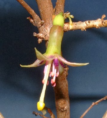 Simple vs. Compound Flowers