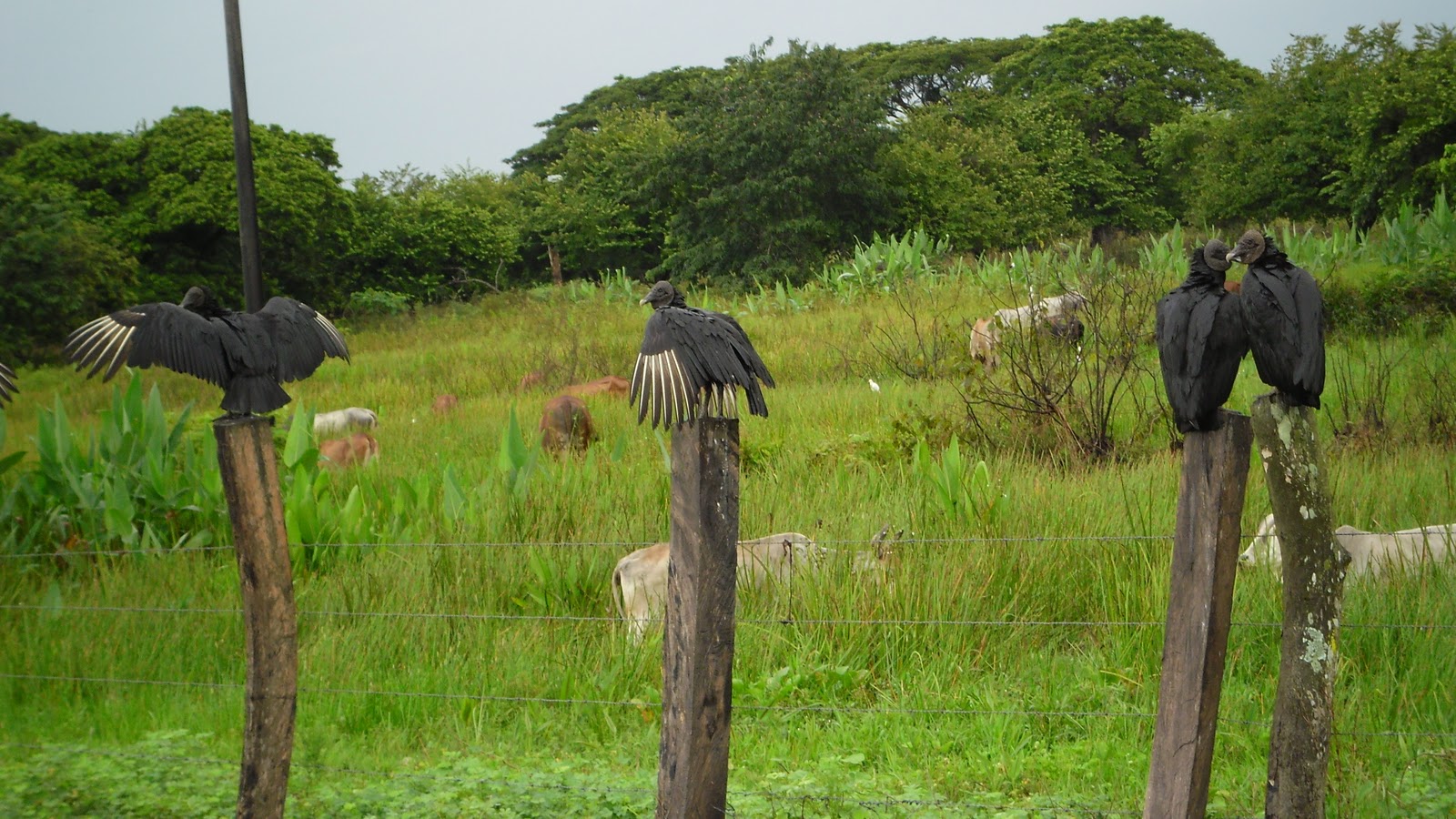 VIVENCIAS LLANERAS DEL ABUELO: La Migración de Zamuros en Noviembre