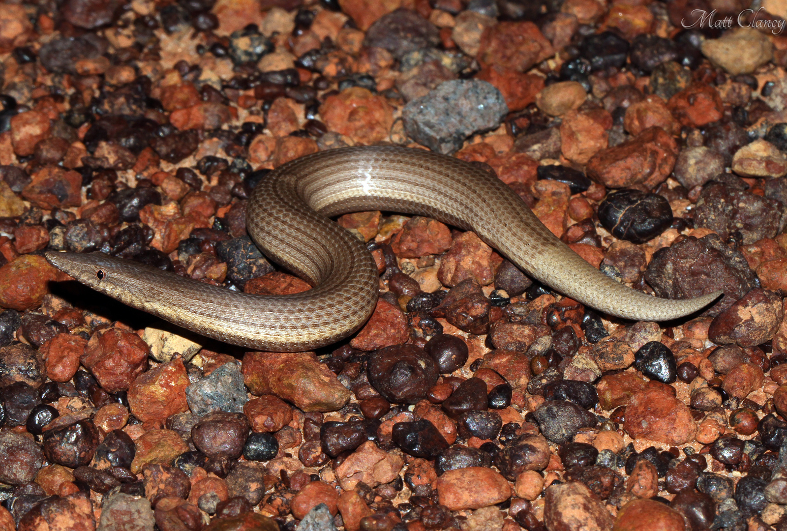 Real Monstrosities: Burton's Snake Lizard