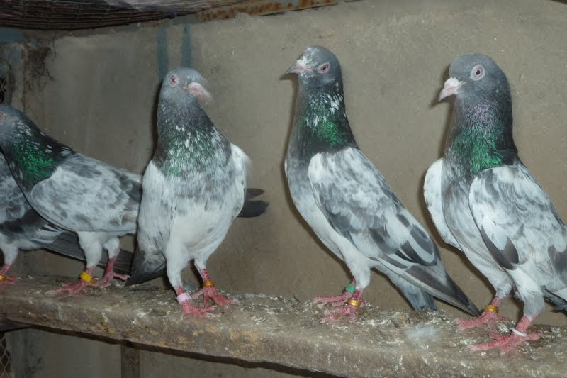 Pakistani Champion Kabootar (Pigeons) | Latest & Top Pakistani kabootar ...