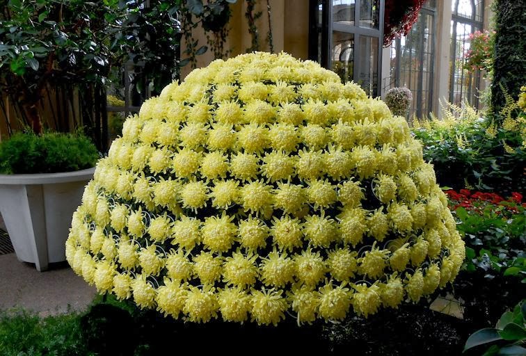 My Virtual Garden 2: Mums and More