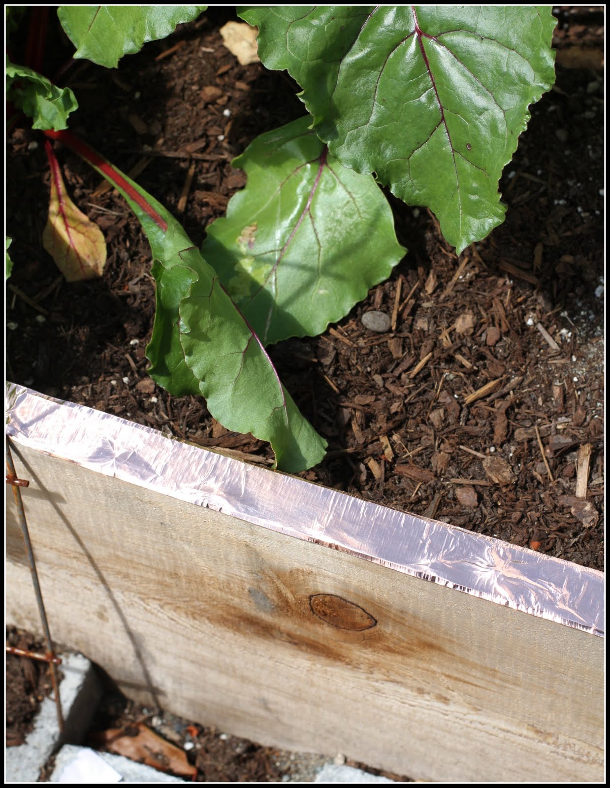 Desperate Gardener: Natural Slug Control