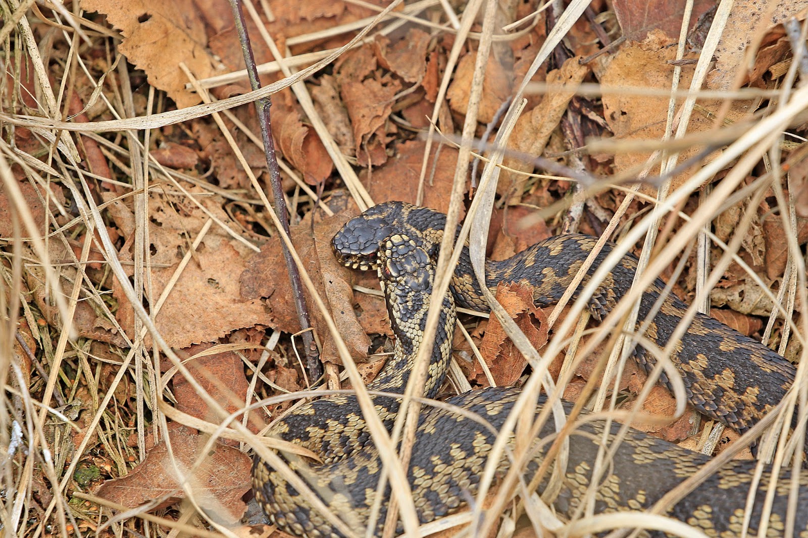 NatuurlijkNatuur: Adders in natuurgebied EDV