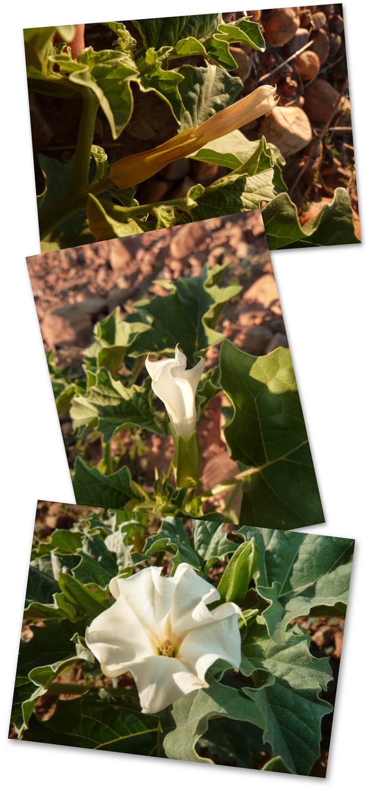 PlantArte en tu Oasis. Paisajismo y naturaleza para todos.: Plantas de ...