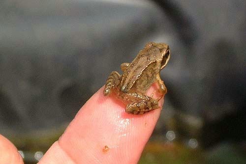 The Smallest animals in the world . ~ Wonders Cloud