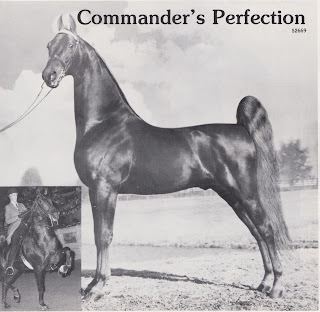 The American Saddlebred: 9/18/16 Wing Commander's Legacy part 1