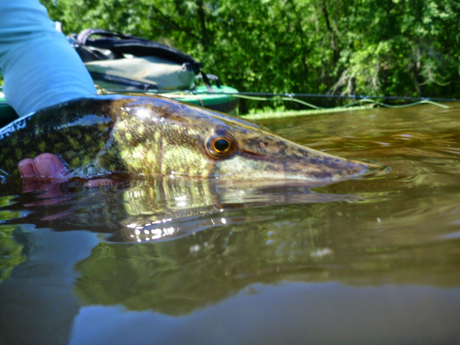This River is Wild: The Fish of 2014