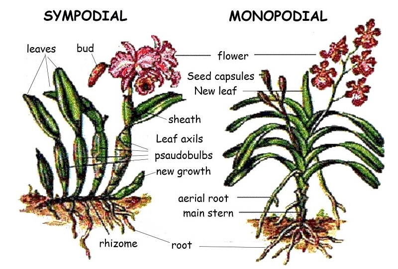 ANGGERIK MAMA : SIMPODIUM DAN MONOPODIUM