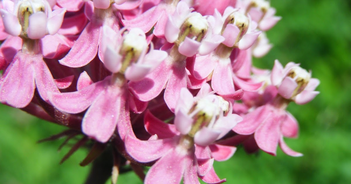 The Botanical Hiker: Northeast Spring Events