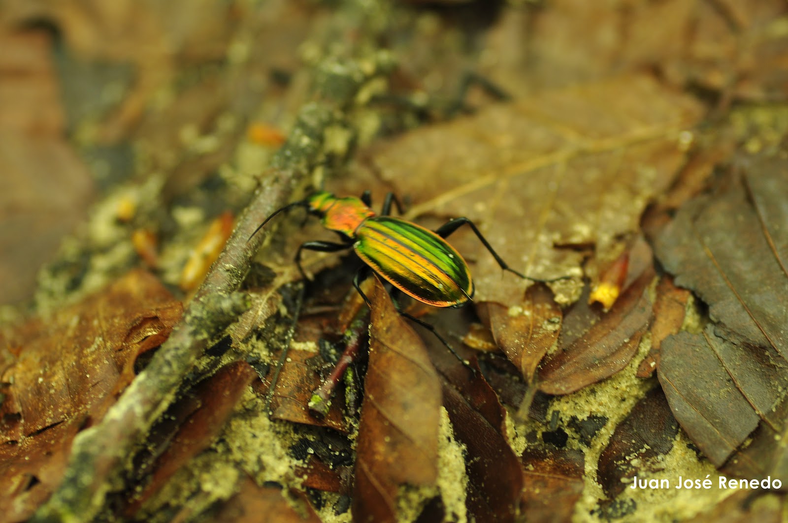CANTABRIA, FOTOGRAFIA VIVA: Coleóptero