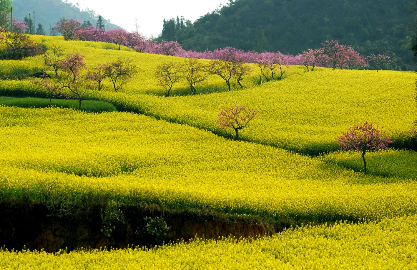Luoping, a beautiful Canola fields in China ~ travell and culture