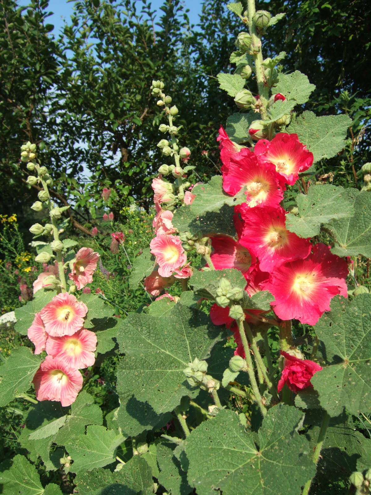 JURA - GARTEN: Stockrosen