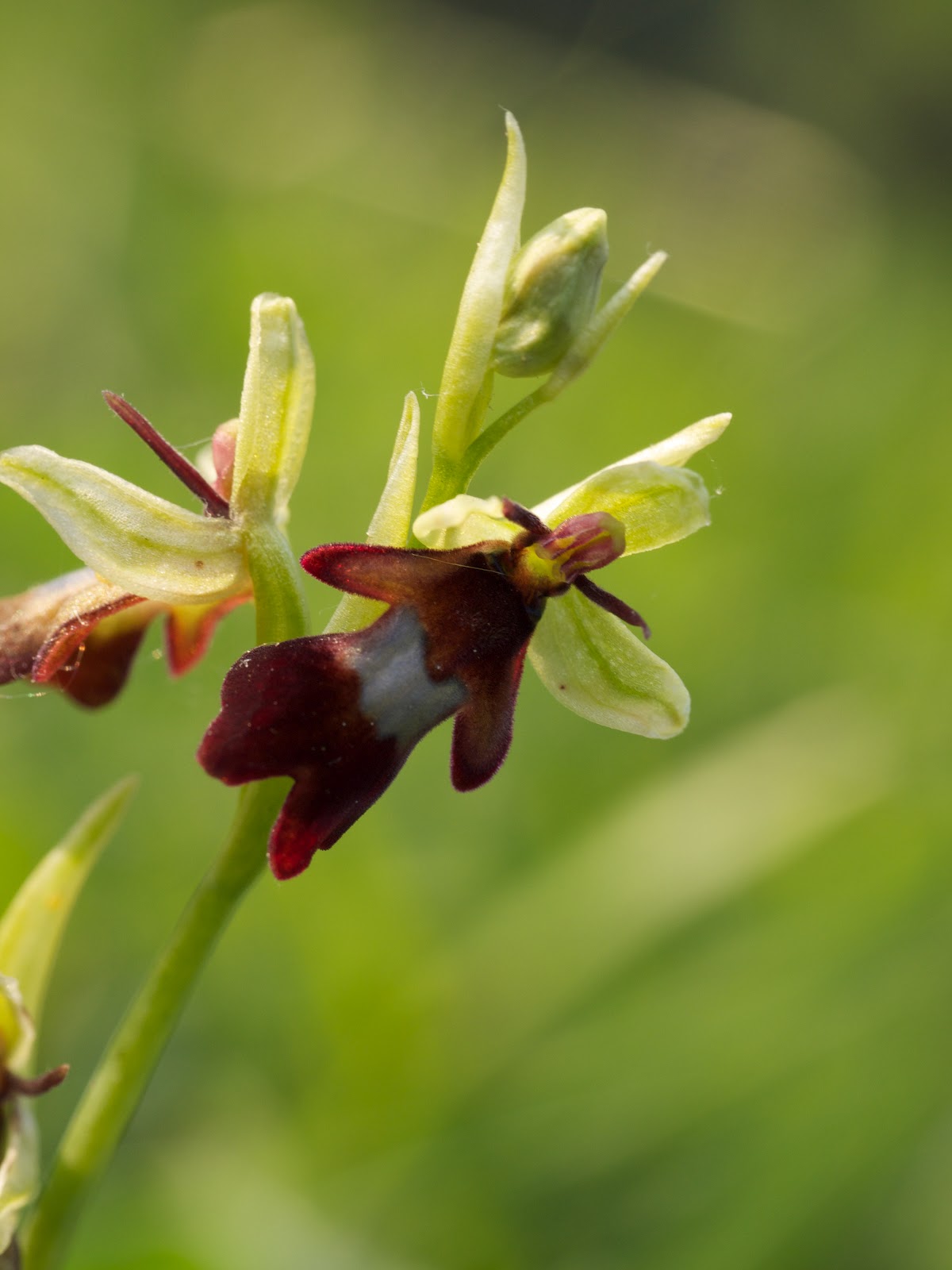 Longstoned: Tiny Fly Orchids, Cranham Common, Cotswolds 27/05/2012