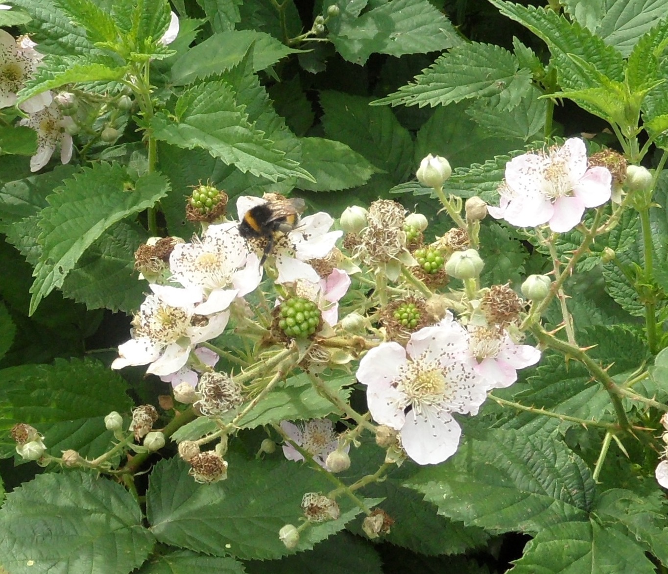 Ontdekking van Groningen: 12.06.11