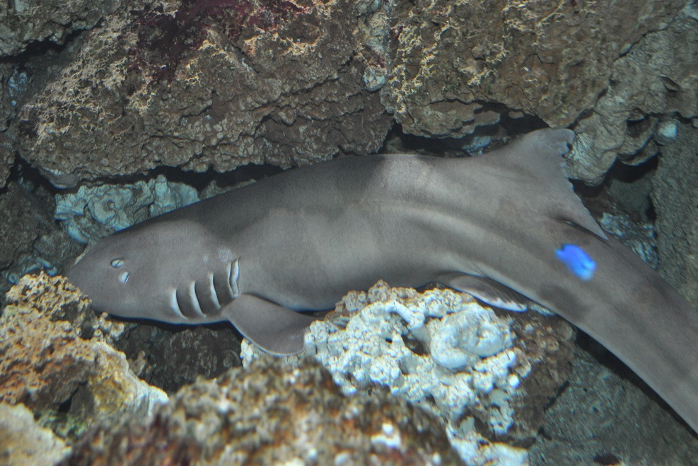 ZOOTOGRAFIANDO (6.096 ANIMALS): TIBURÓN BAMBÚ / BROWN-BANDED ...