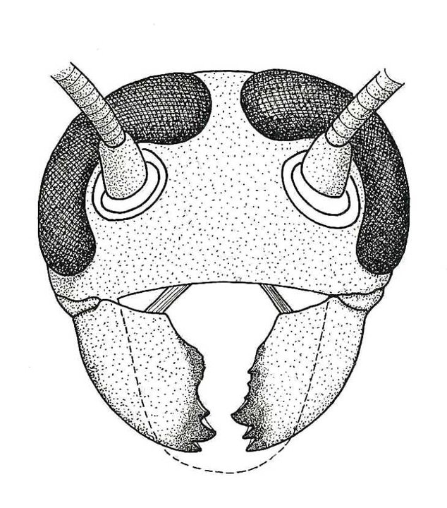 Steve's Thinking Space: The Head of The Cockroach