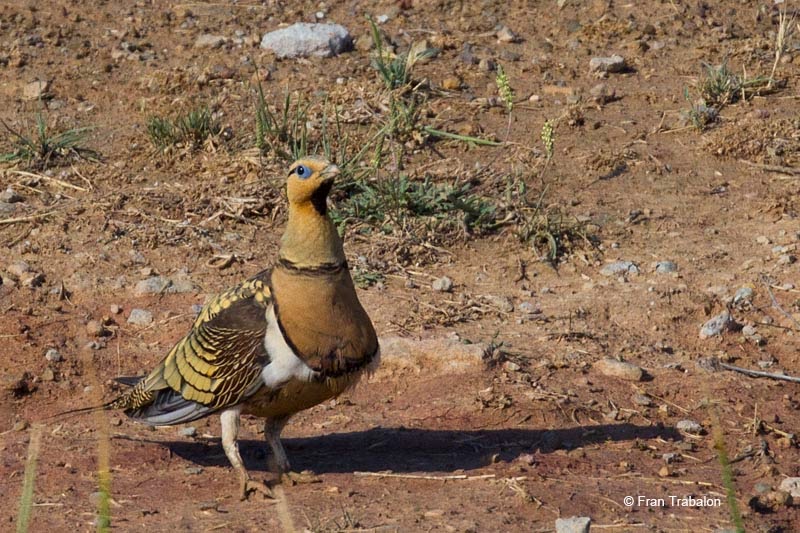 ZAGROS NATURE IMAGES: Pin-tailed Sandgrouse