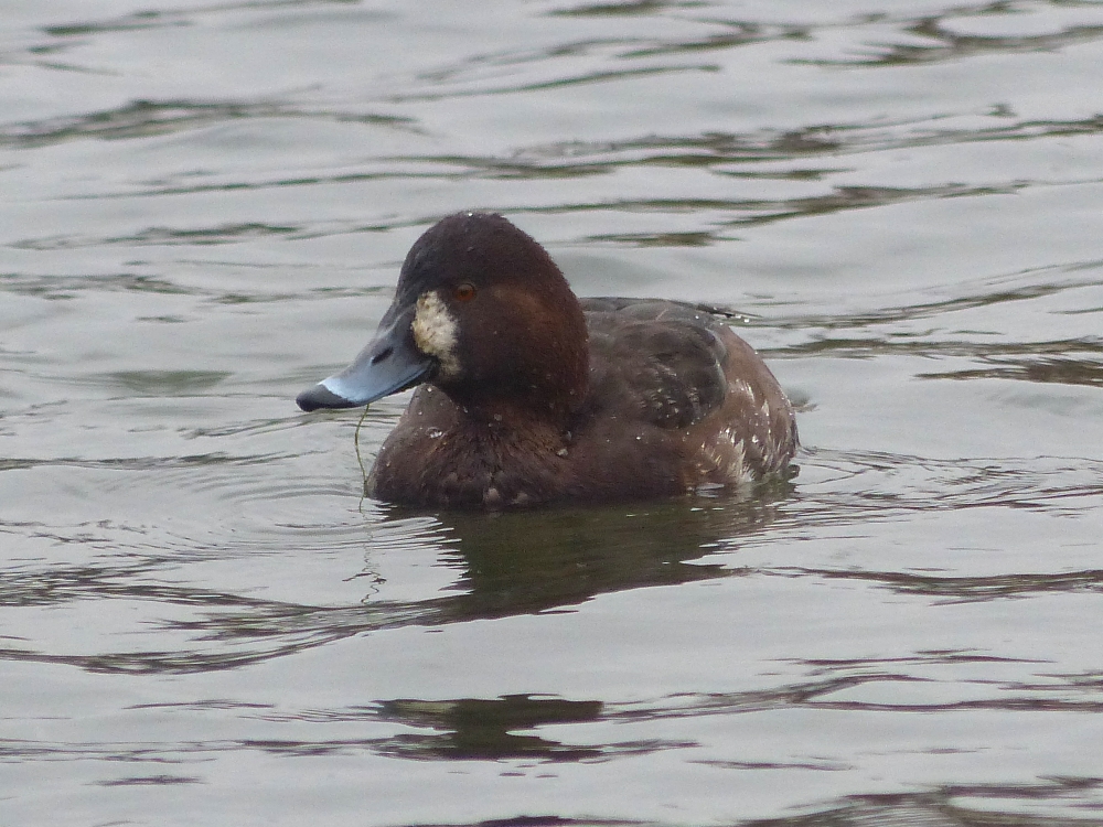 White-fronted Tuftie or a Scaup? | BirdForum