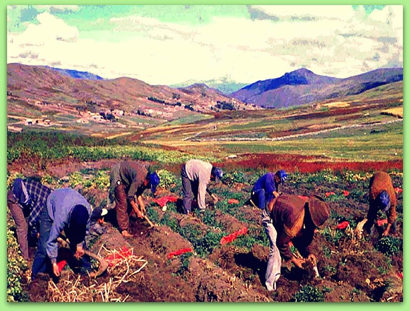 PLAAN : La OCA - Oxalis tuberosa