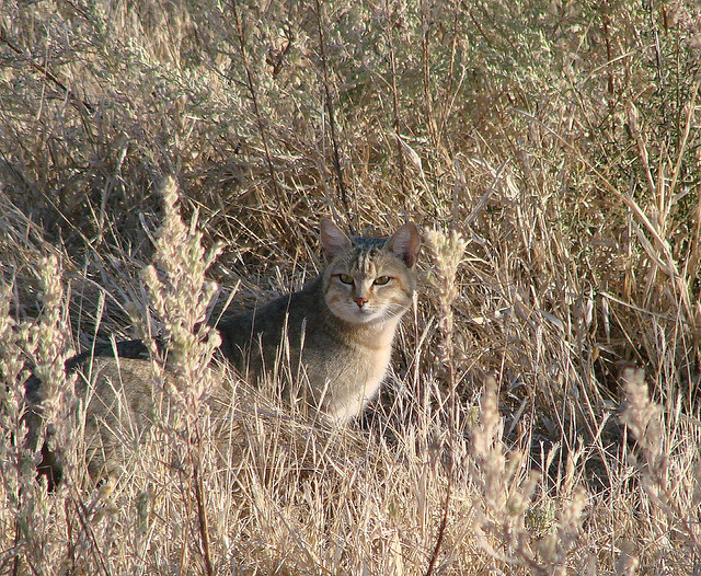 Все про тварин: Китайська гірська кішка (Felis bieti)
