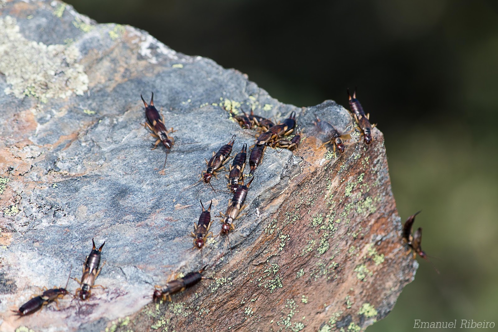 UM DIA DE CAMPO: Bicha-cadela, um insecto a conhecer