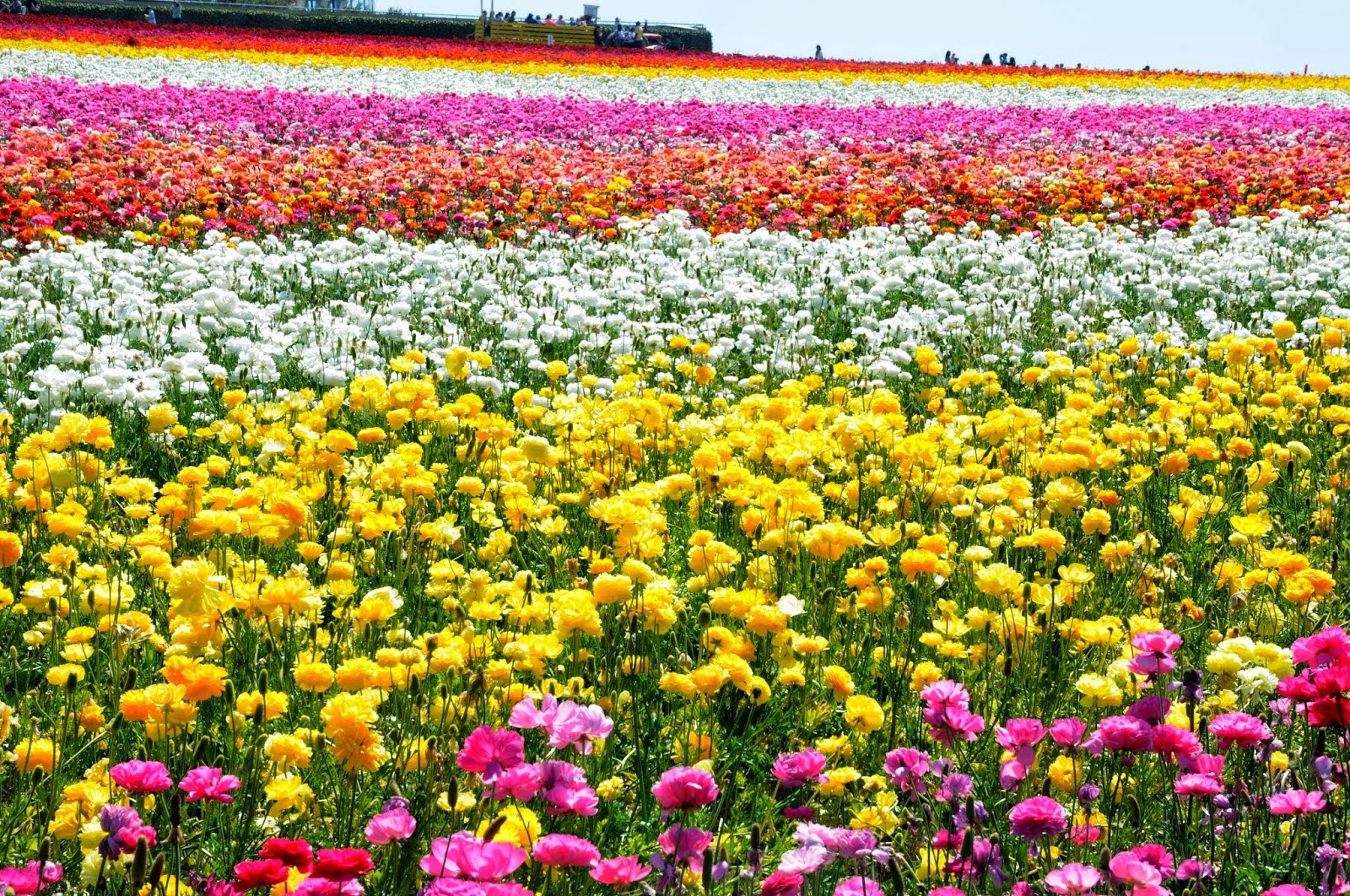 Go Hike It! : The Carlsbad Flower Fields - Hiking Trail
