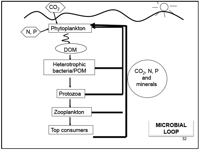 Microbial Loop