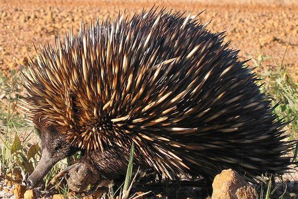 अहोई अष्टमी की कथा: इस वन्यजीव की सुरक्षा का संदेश देती है अहोई अष्टमी ...