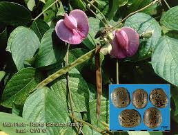 ILMU PETERNAKAN, PERTANIAN DAN MAMFAATNYA BAGI DUNIA: JENIS-JENIS ...