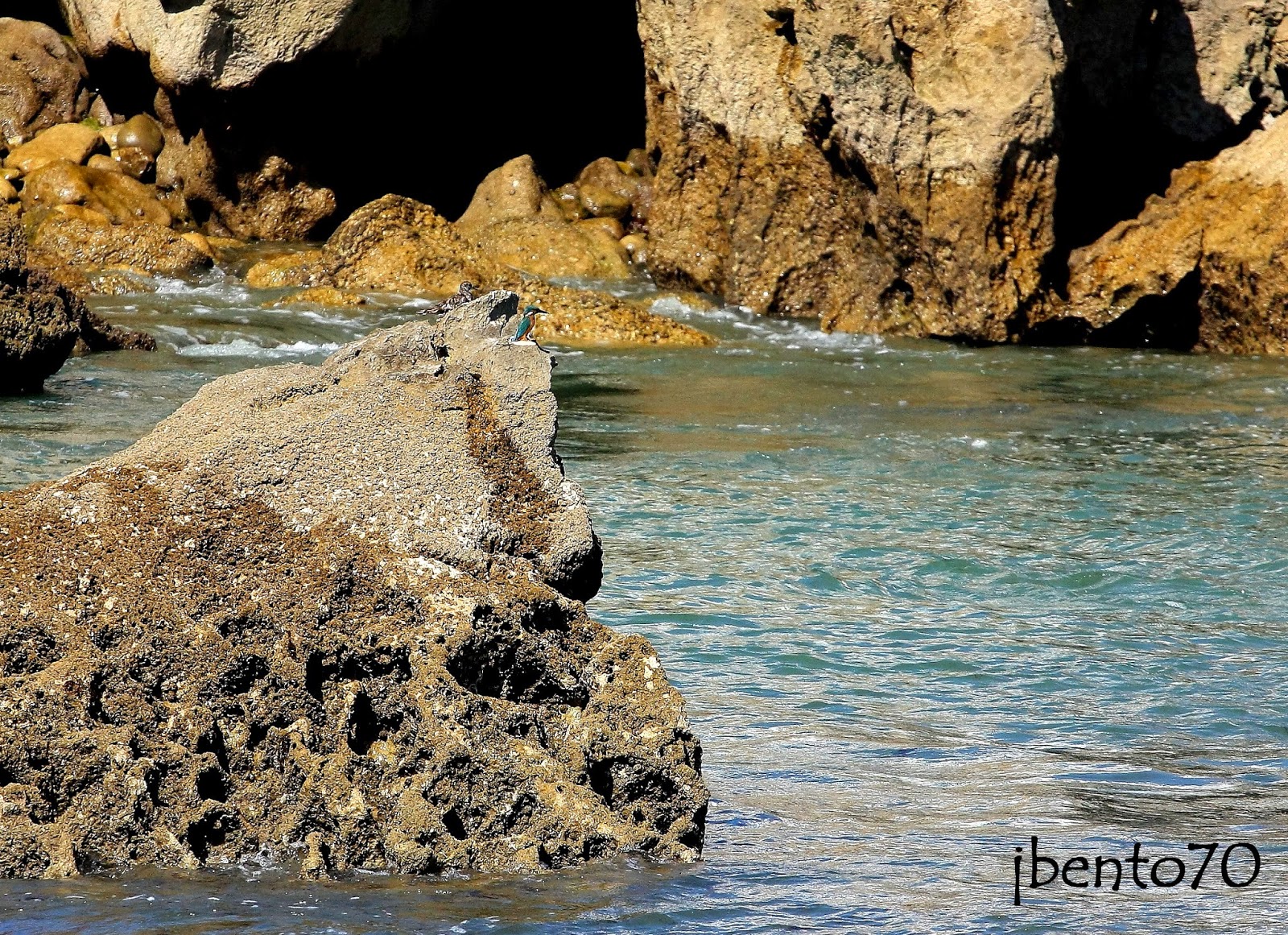 Birding Cascais: Guarda-rios-comum / Commom Kingfisher (Alcedo atthis ...
