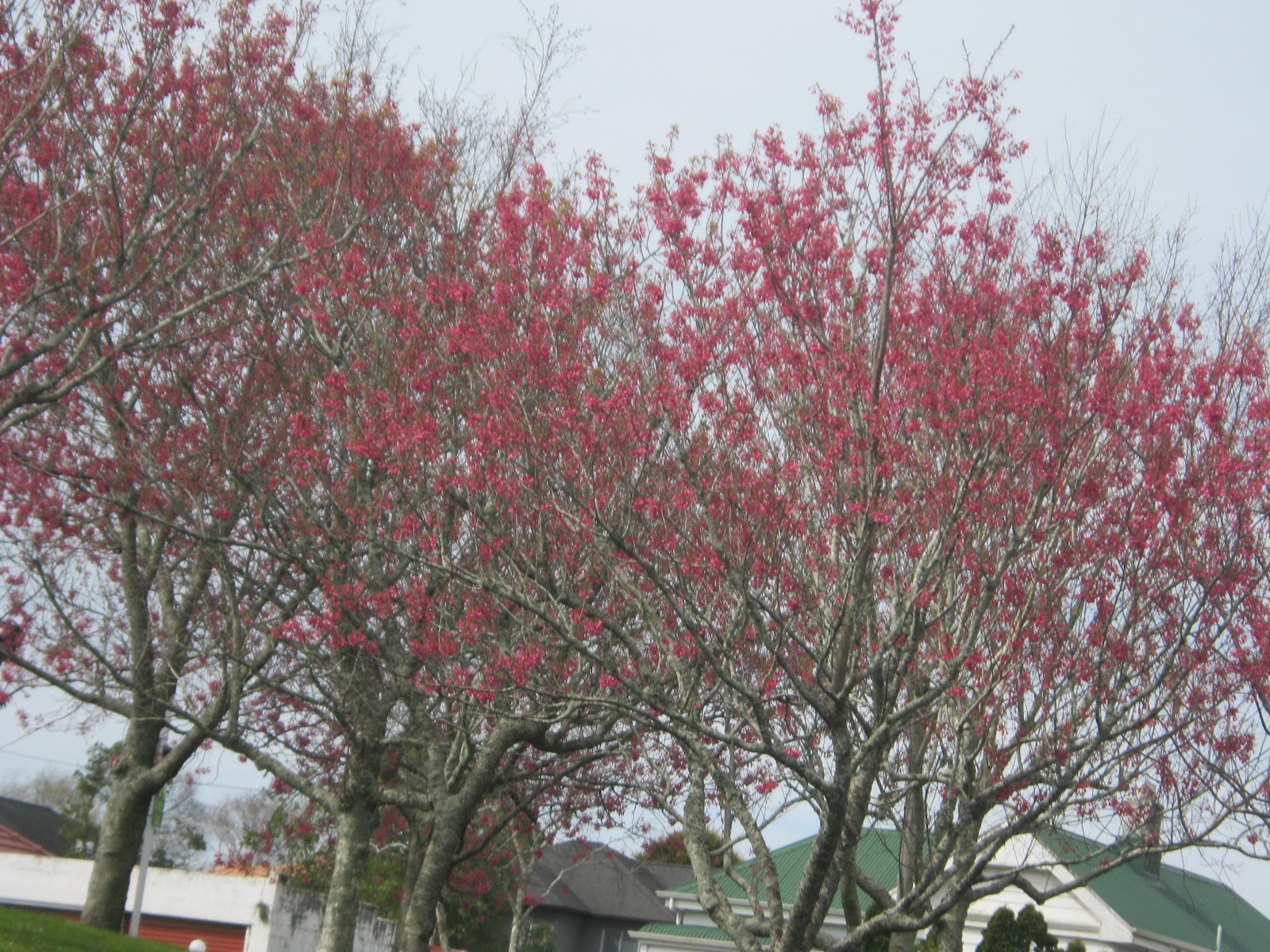 my walk with food and beautiful plants and flowers: Taiwanese Formosan ...
