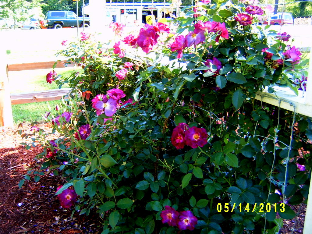 Alabama Rose and Flower Garden from a Non-Green Thumb: May Bloom Day
