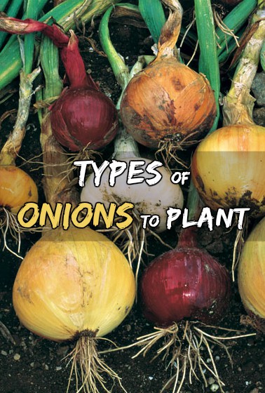 Guide to Growing Onions From Seeds, Sets and Transplants