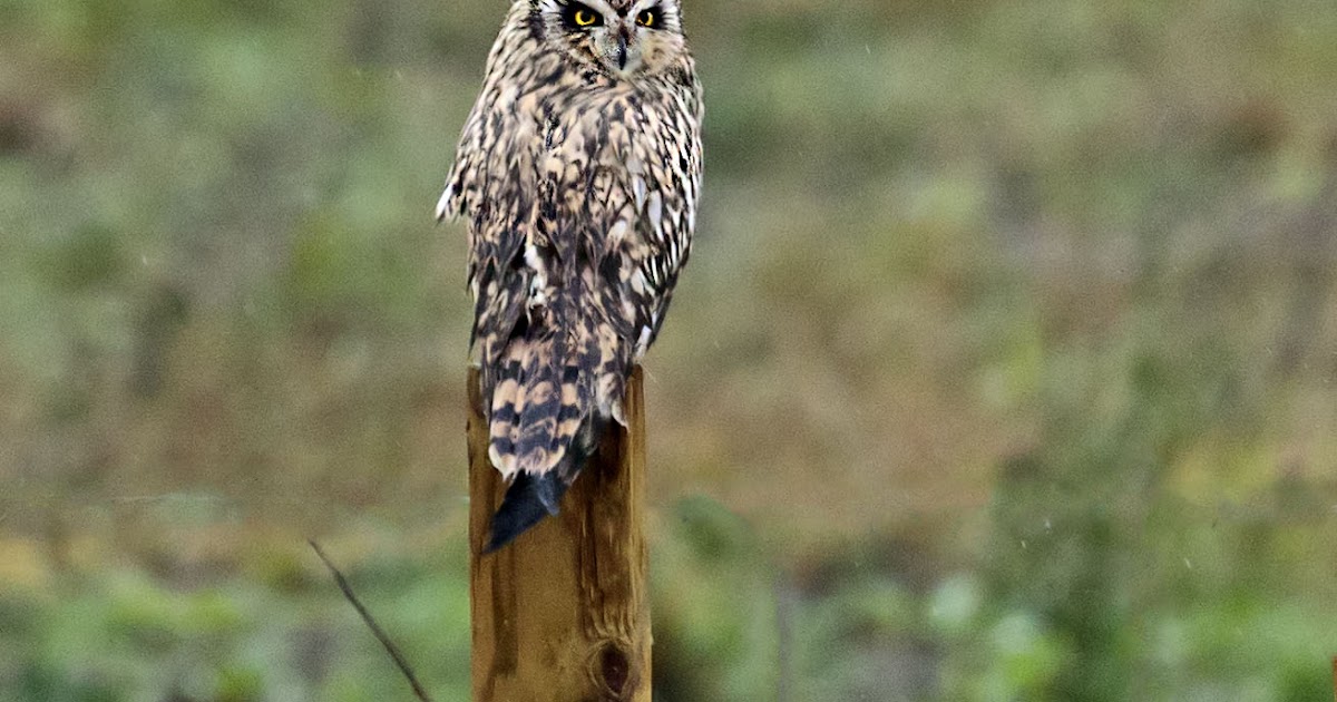 pewit: hedge backwards dragged