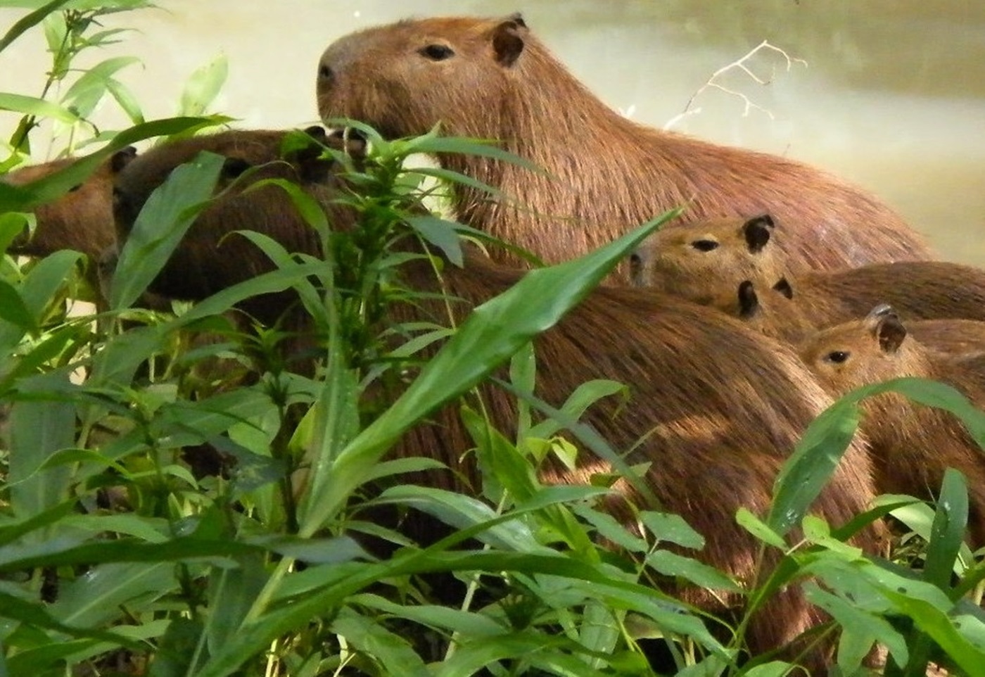 Blog do Edu Ambiental: Capivara