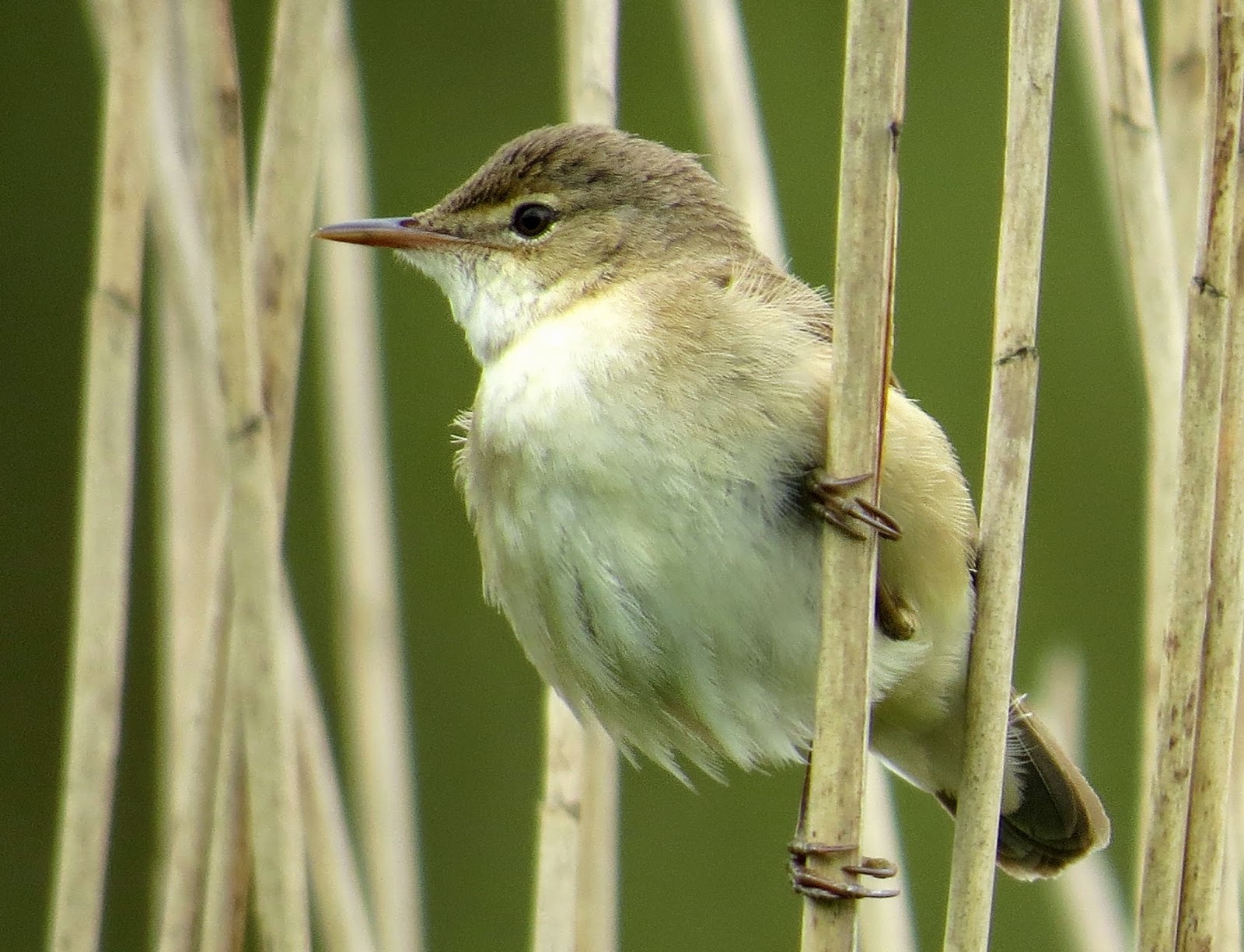 Teign Birds: Reed Warbler Mimicry