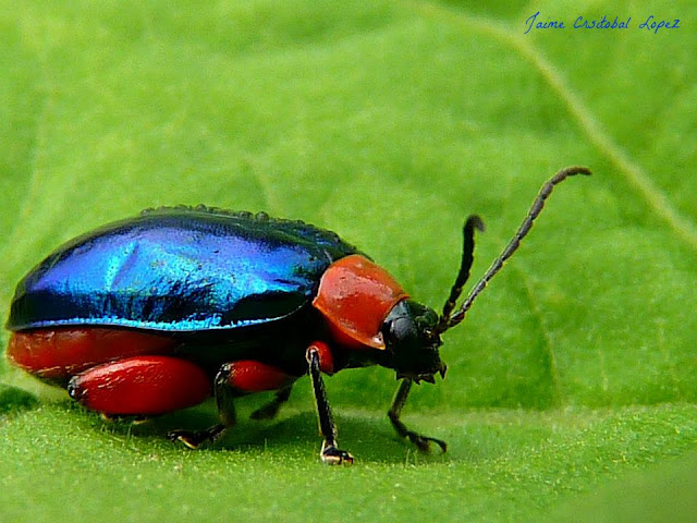 Jaime Ramos Méndez: Galería de insectos en las inmediaciones de ...