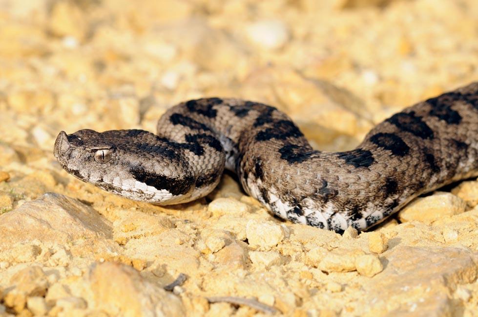 Setas y hongos: Vipera latastei - La víbora hocicuda o víbora de Lataste
