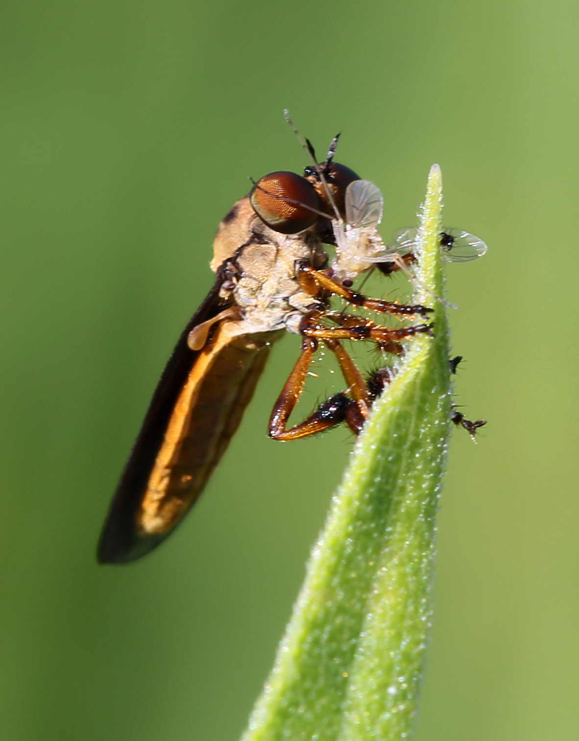 Ohio Birds and Biodiversity: Gnat-ogre