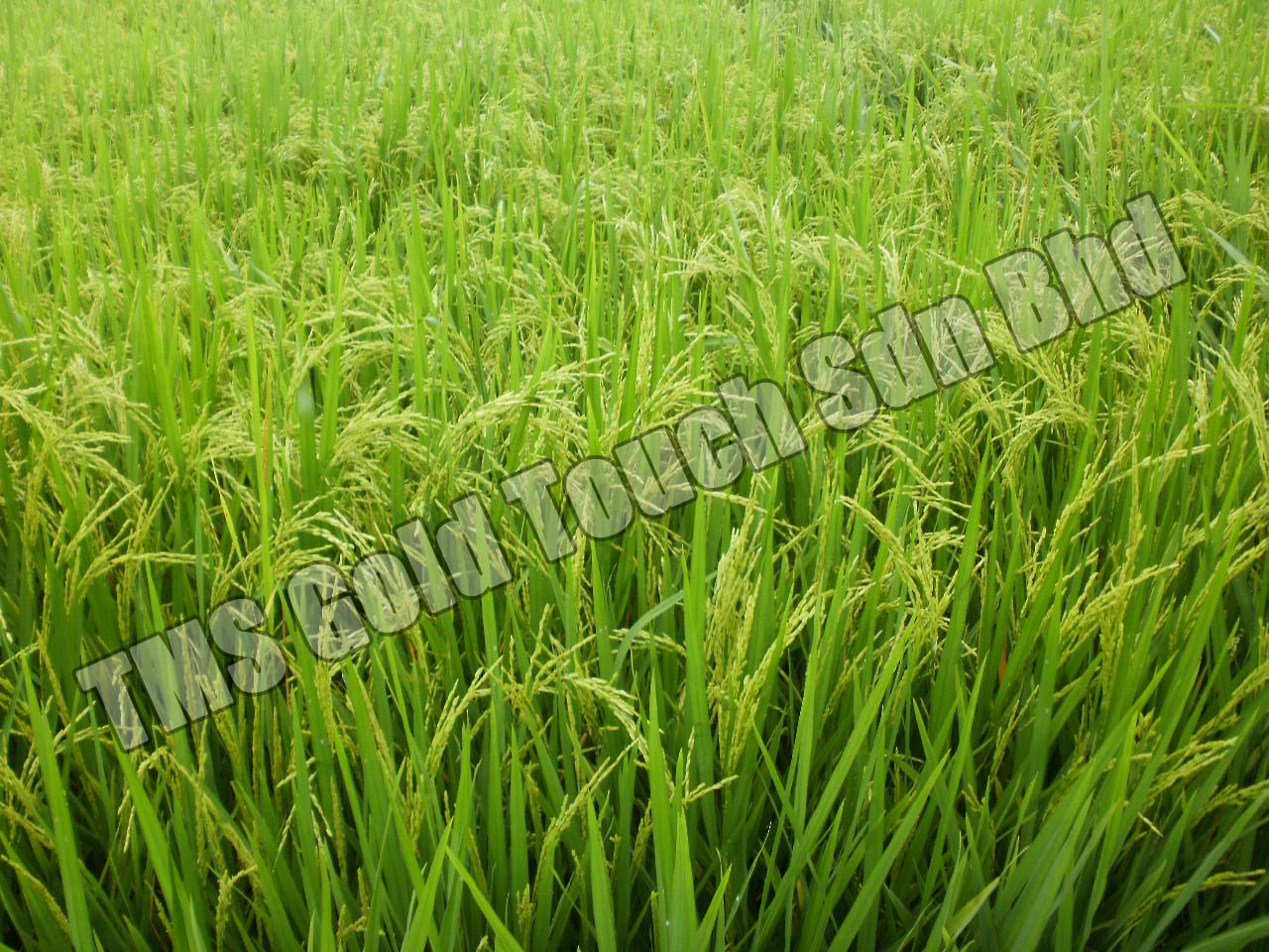 BAJA BIO-ORGANIK TONMAI: Plot Percubaan Tanaman Padi: Peringkat 13