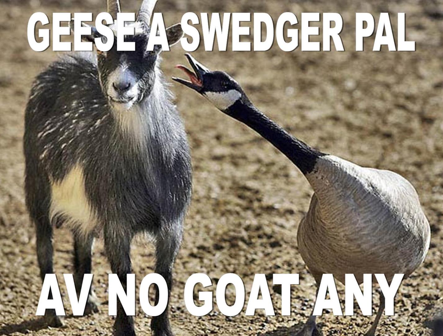 the wee apple: Goat tae mention the goats!