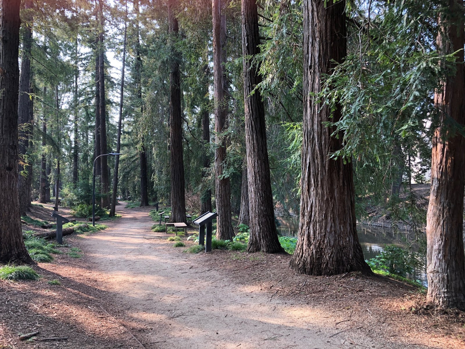 Sacramento Digs Gardening: Winter garden stars highlight arboretum tour