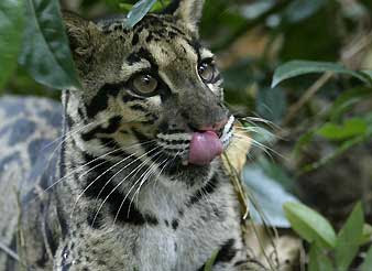 Clouded Leopards | The Life of Animals