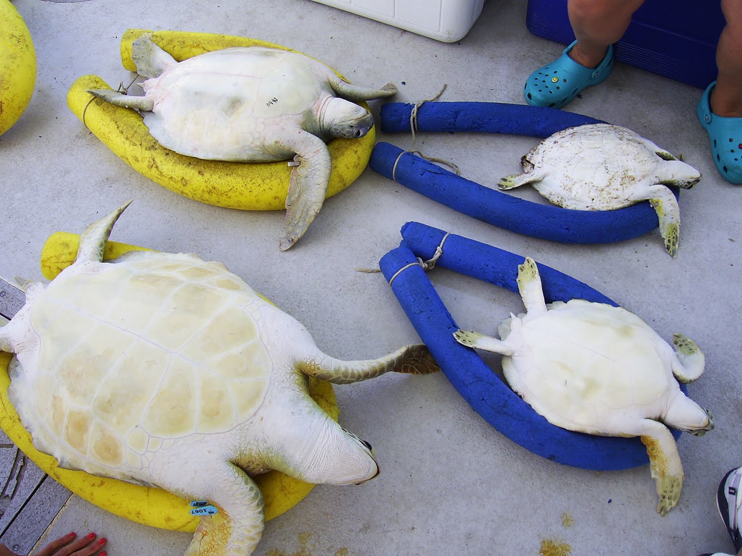 BIOS Ocean Academy: MSI: Bermuda Sea Turtle Project