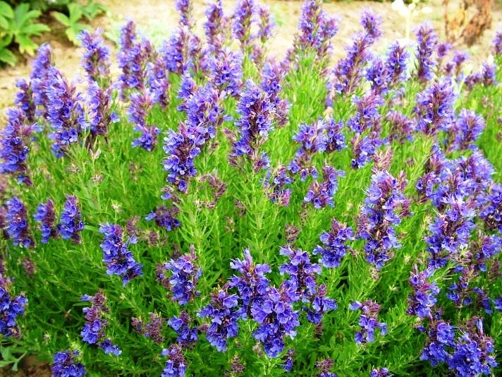 prirodno lecenje biljem