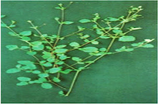 MEDICINAL PLANT BD: Boerhavia diffusa
