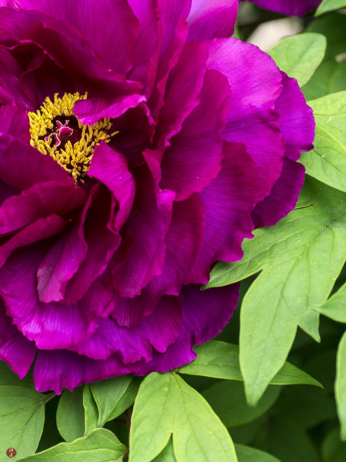 FROM THE GARDEN OF ZEN: A Botan (Paeonia) flower in Engaku-ji