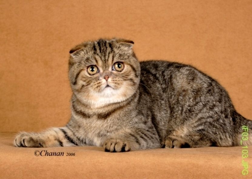 Mengenal Kucing Exotic Fold | POJOK KUCING