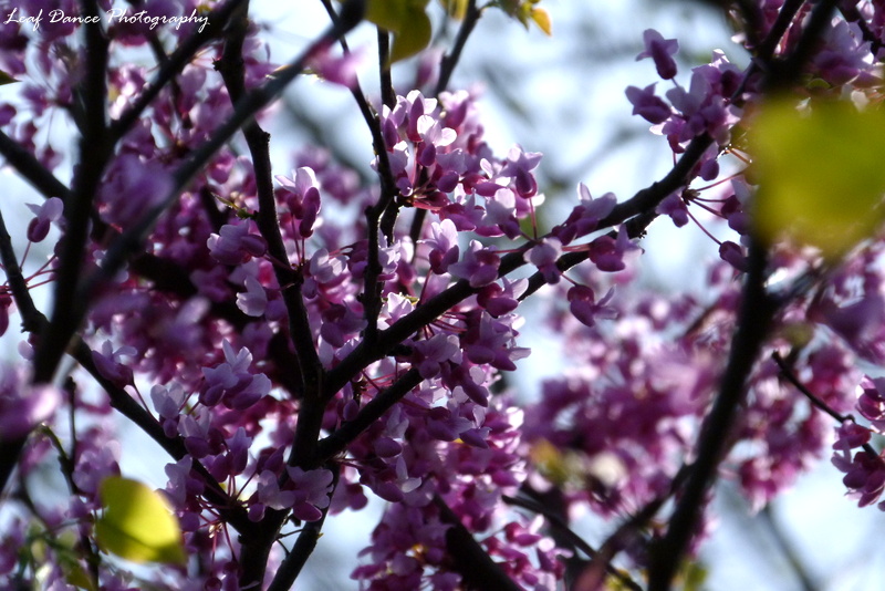 Leaf Dance Photography: Trees in Bloom #8 // Redbud // Part 2