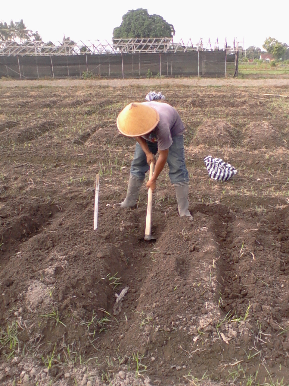 AGREGAT (TANAH DAN PERTANIAN): Sekelumit tentang Pertanian Tradisional